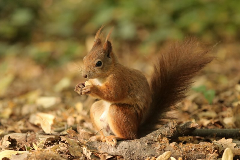 Eichkätzchen – Tiergarten Schönbrunn