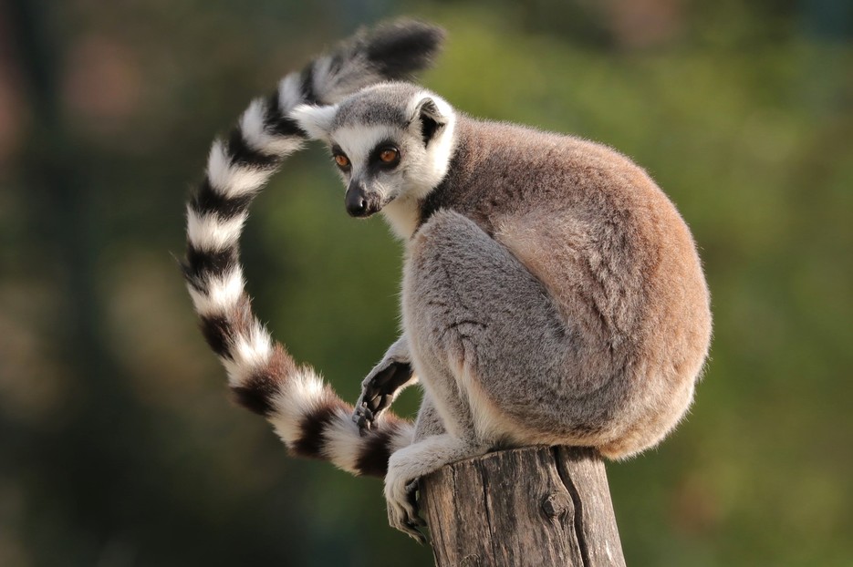 Katta – Tiergarten Schönbrunn