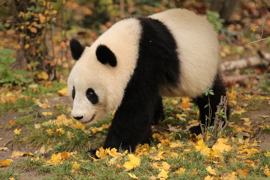 Großer Panda – Tiergarten Schönbrunn