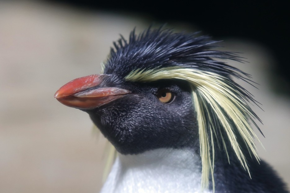 Nördlicher Felsenpinguin – Tiergarten Schönbrunn