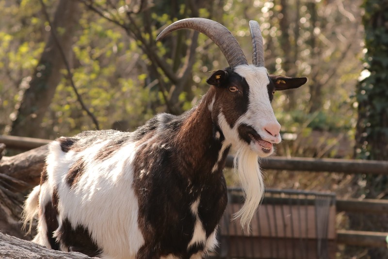 Tauernschecken Ziege – Tiergarten Schönbrunn