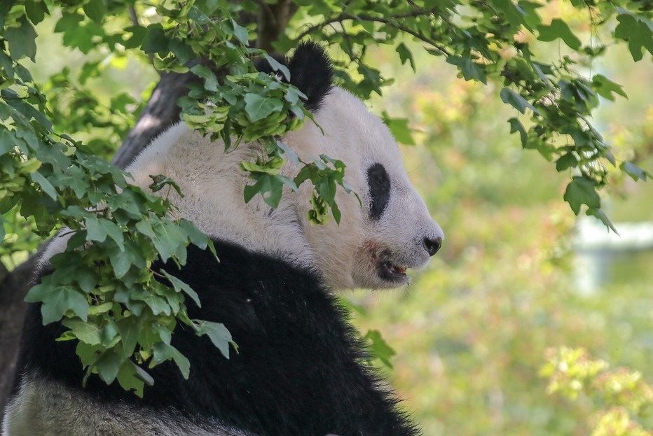 Großer Panda – Tiergarten Schönbrunn