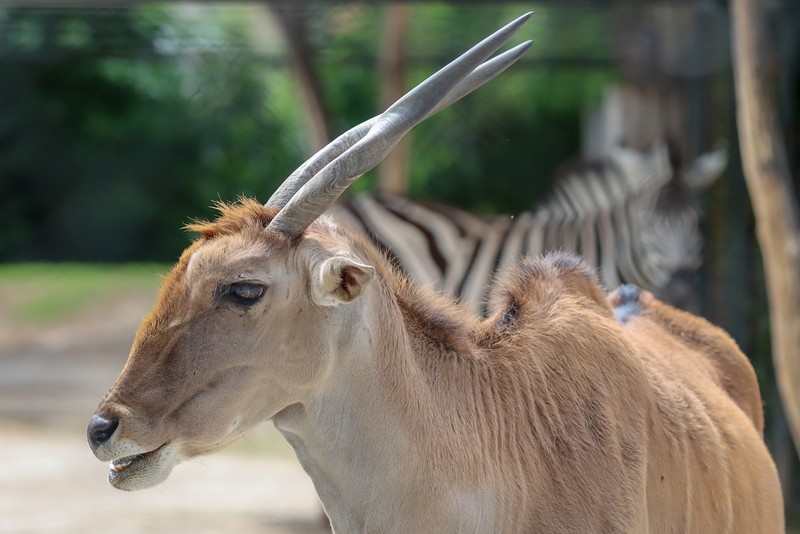 Elenantilope – Tiergarten Schönbrunn