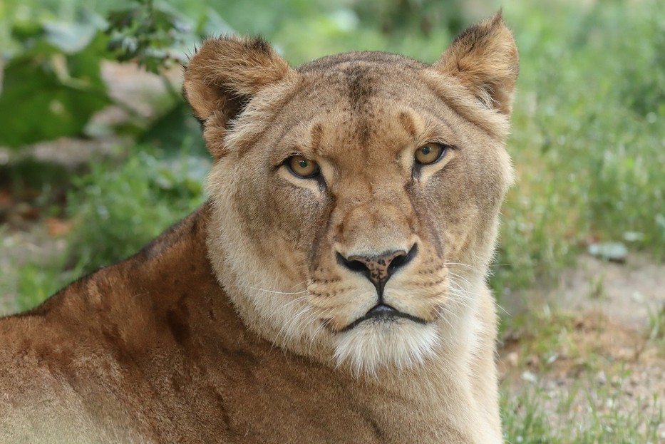 Löwe – Tiergarten Schönbrunn