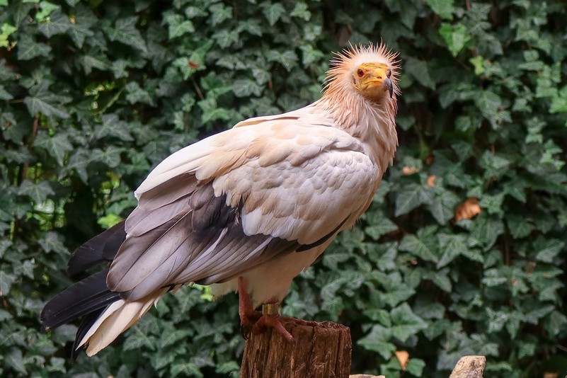Schmutzgeier – Tiergarten Schönbrunn