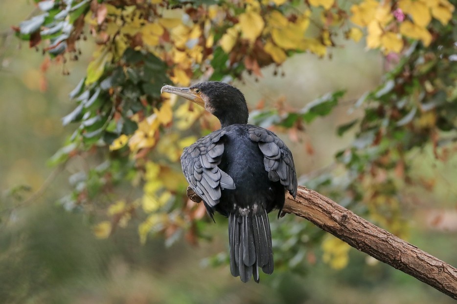 Kormoran – Tiergarten Schönbrunn