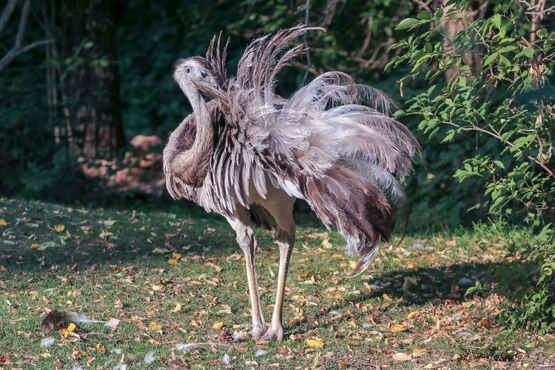 Nandu – Tiergarten Schönbrunn