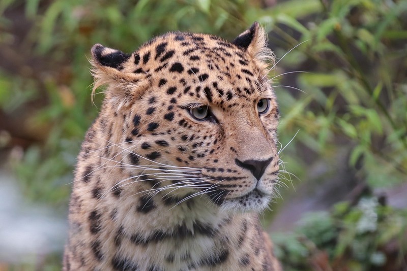 Amurleopard – Tiergarten Schönbrunn