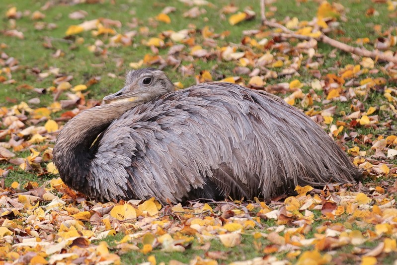 Nandu – Tiergarten Schönbrunn