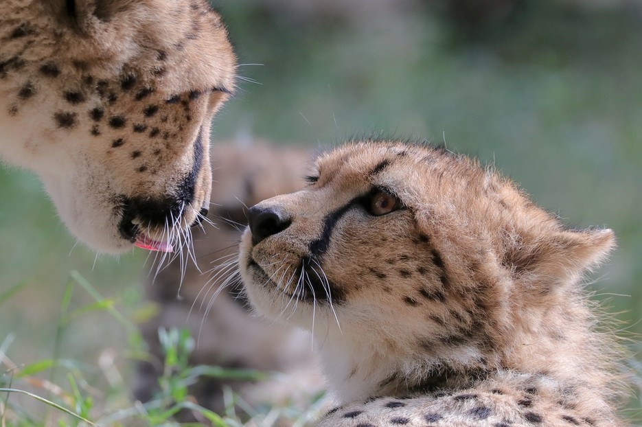 Homepage – Vienna Zoo