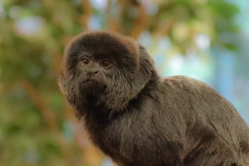 Springtamarin – Tiergarten Schönbrunn