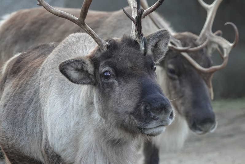 Rentier – Tiergarten Schönbrunn