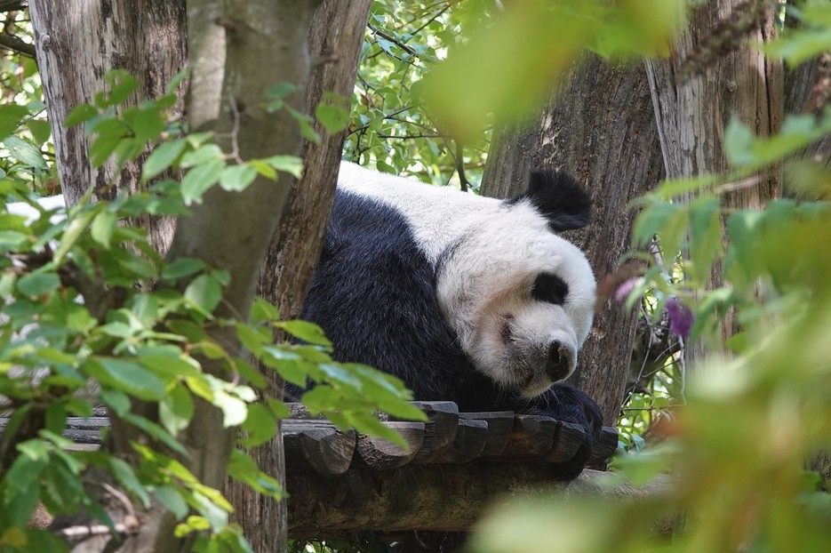 Großer Panda – Tiergarten Schönbrunn