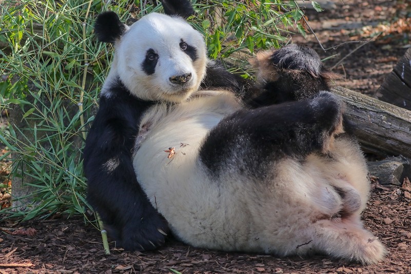 Großer Panda – Tiergarten Schönbrunn