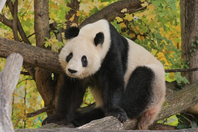Großer Panda – Tiergarten Schönbrunn