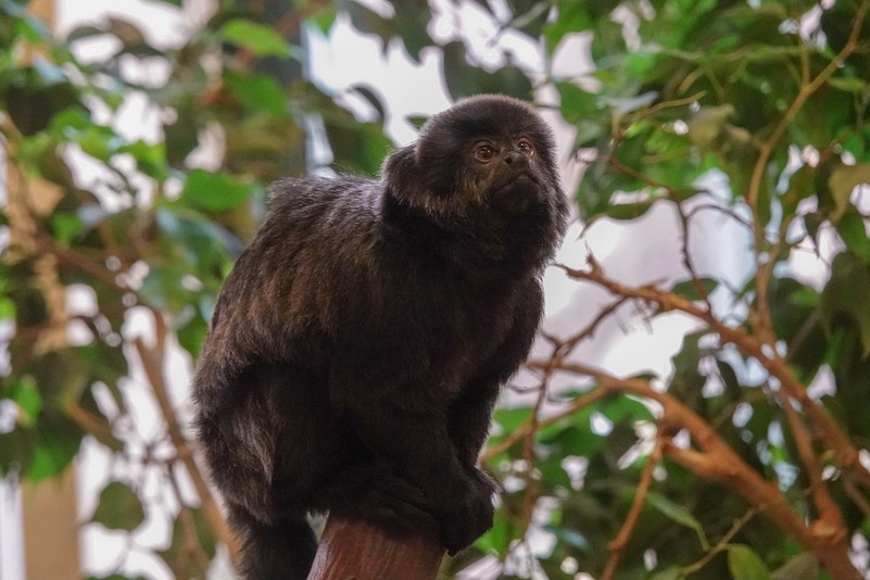 Springtamarin – Tiergarten Schönbrunn
