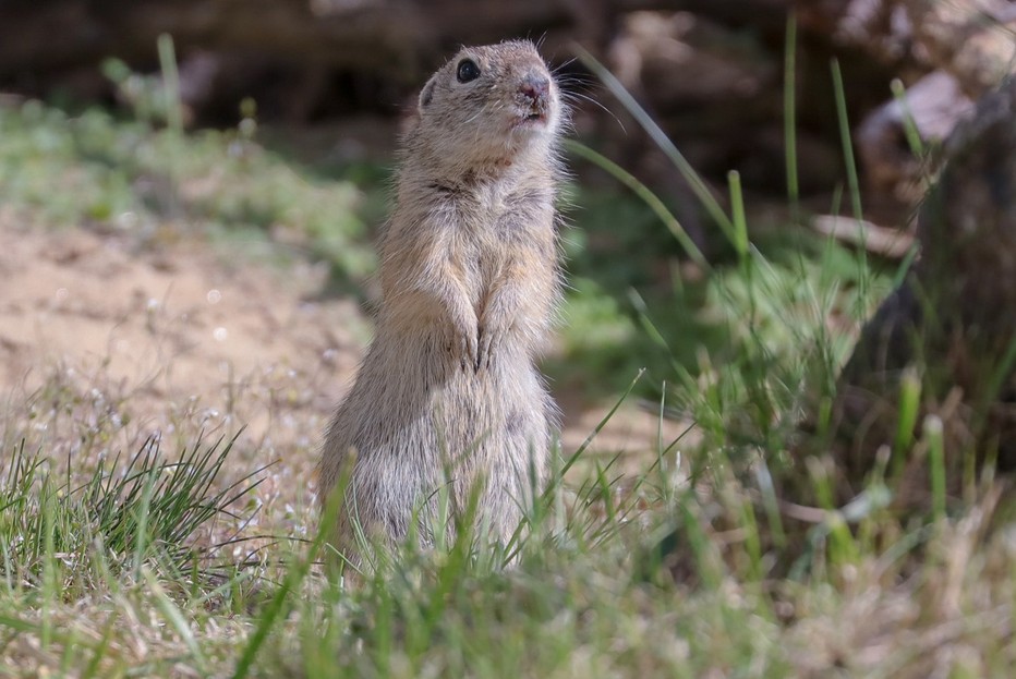 Europäisches Ziesel – Tiergarten Schönbrunn