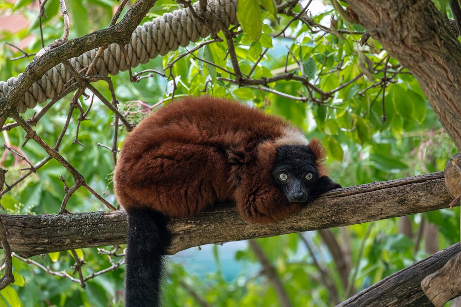 Homepage – Vienna Zoo