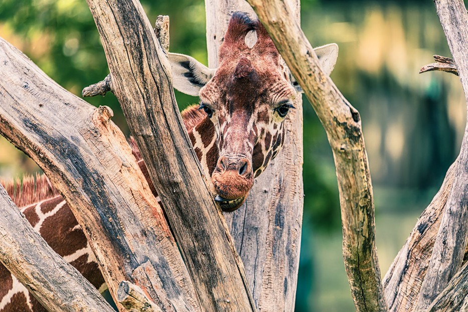 Giraffe – Tiergarten Schönbrunn