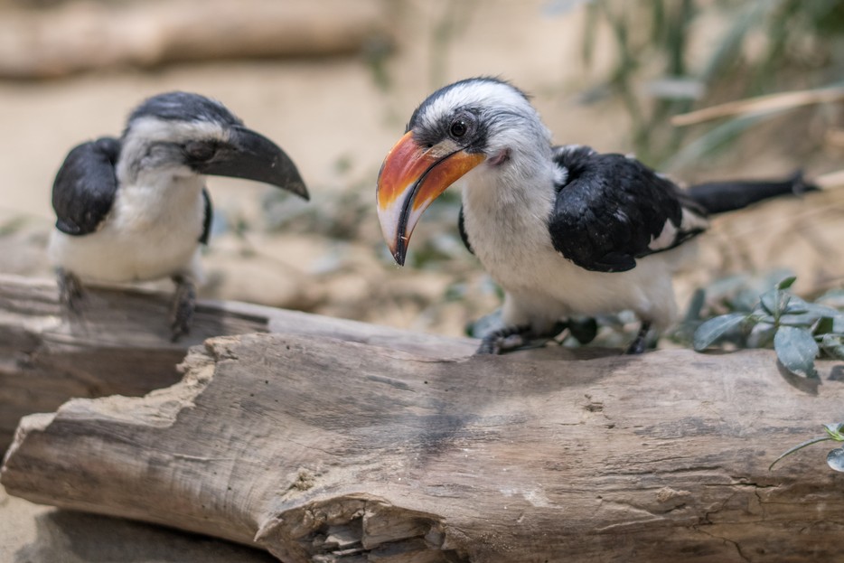 Thomas Bittner – Tiergarten Schönbrunn