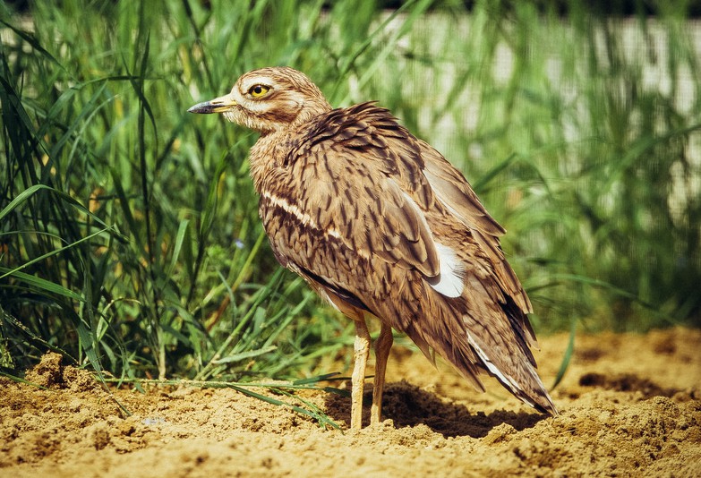 Triel – Tiergarten Schönbrunn