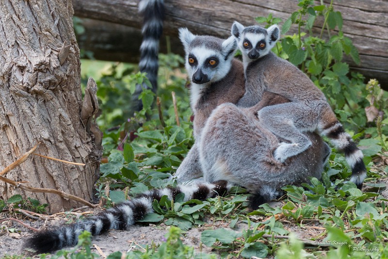 Katta – Tiergarten Schönbrunn