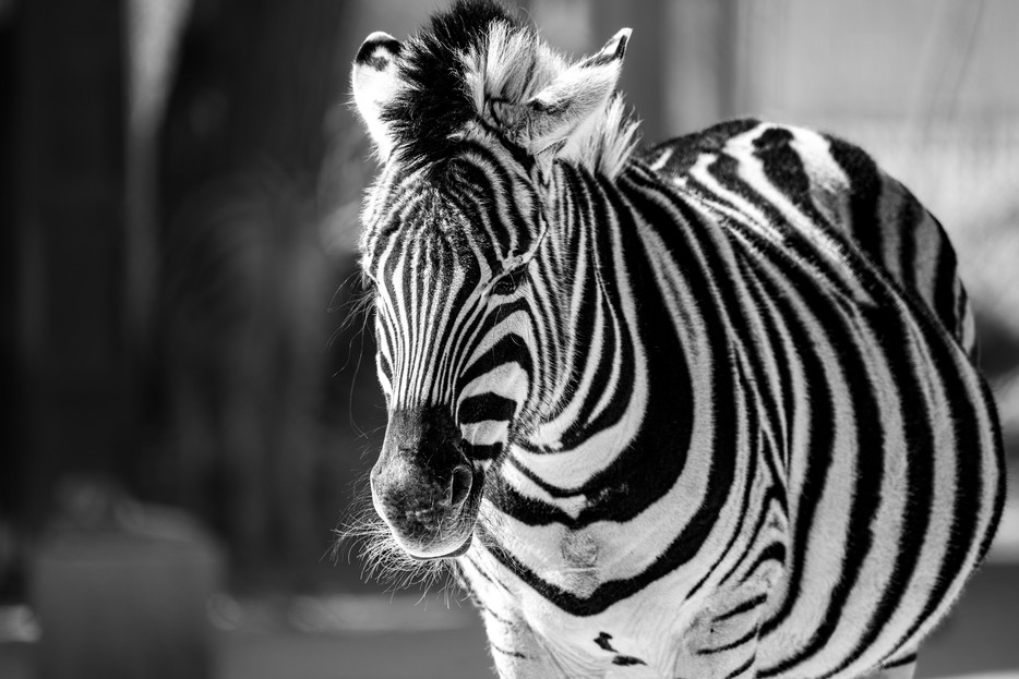 Thora Binder – Tiergarten Schönbrunn