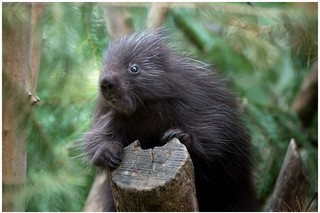 Säugetiere – Tiergarten Schönbrunn