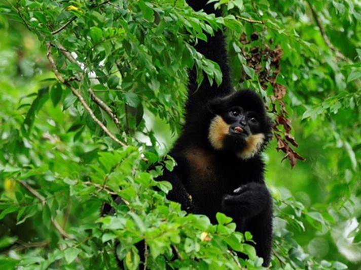 Schopfgibbons in Vietnam – Tiergarten Schönbrunn